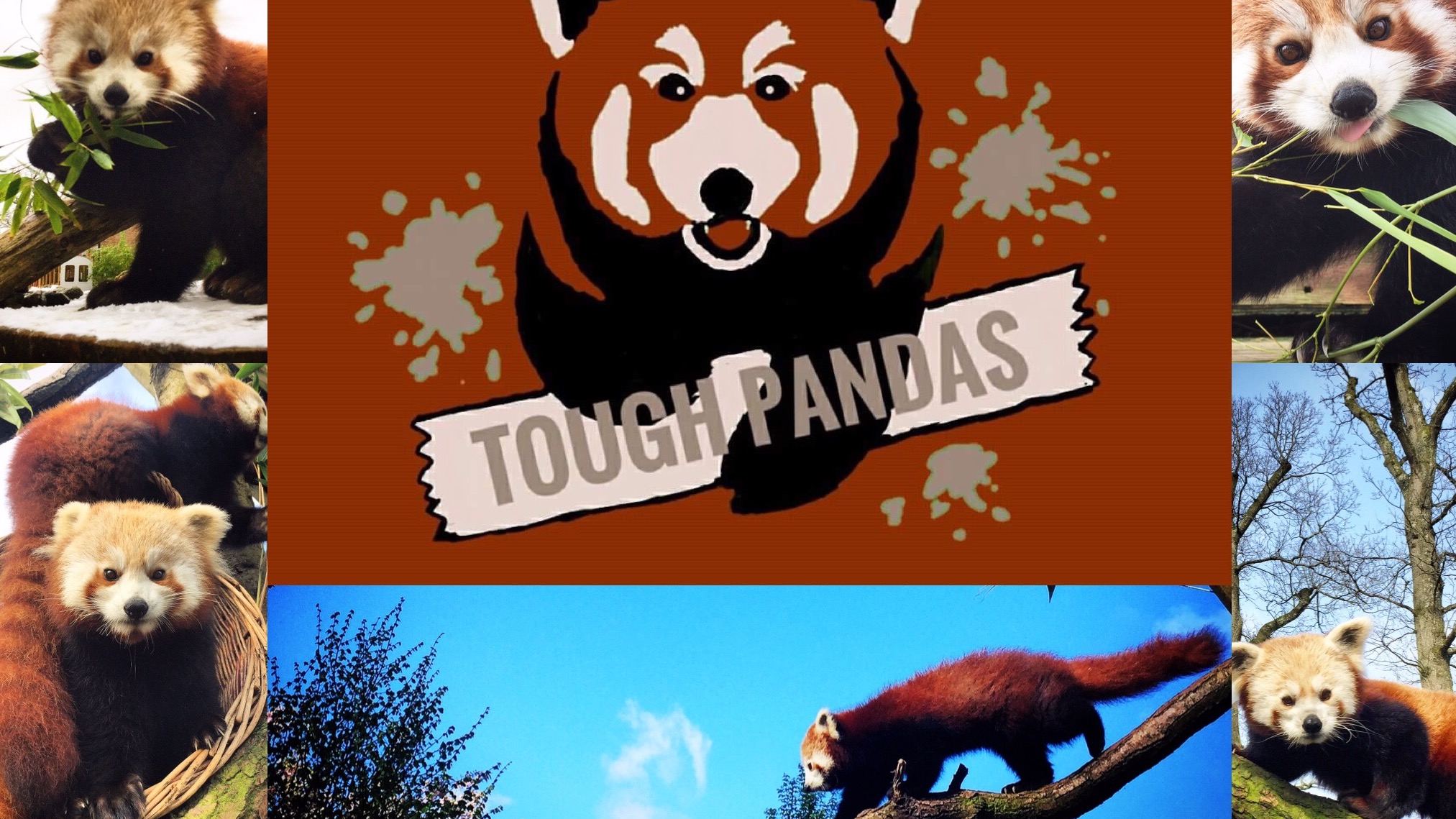 Why Save The Red Panda Red Panda Network