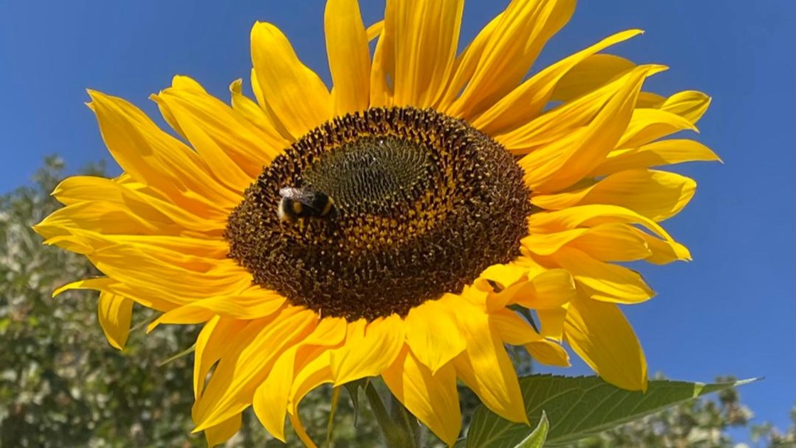 Angela Hayman is fundraising for Pancreatic Cancer UK