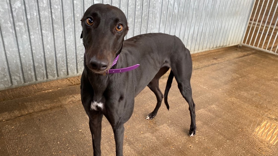 Brighton Retired Greyhound Trust - JustGiving