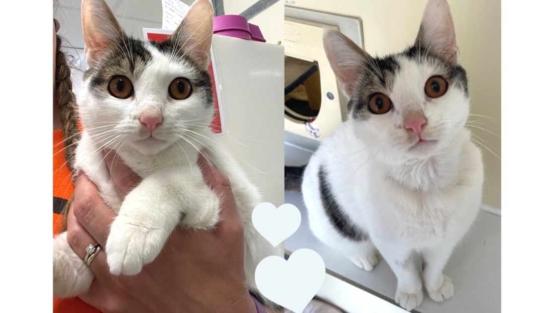 Larry's Lousy Liver Appeal - JustGiving