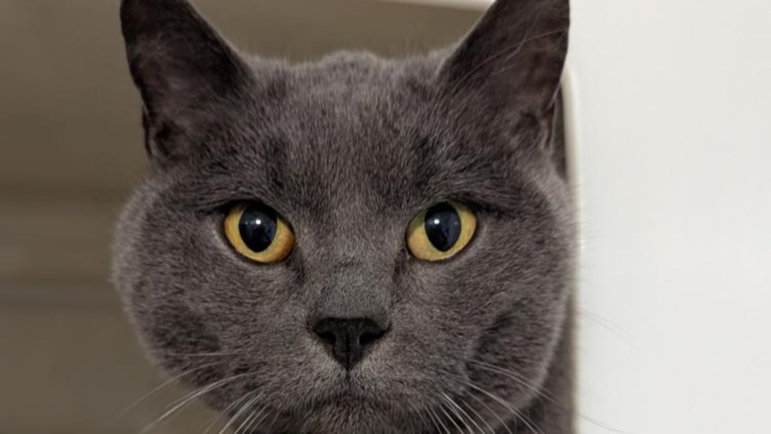 Cornwall Adoption Centre Cats Protection is fundraising for Cats Protection