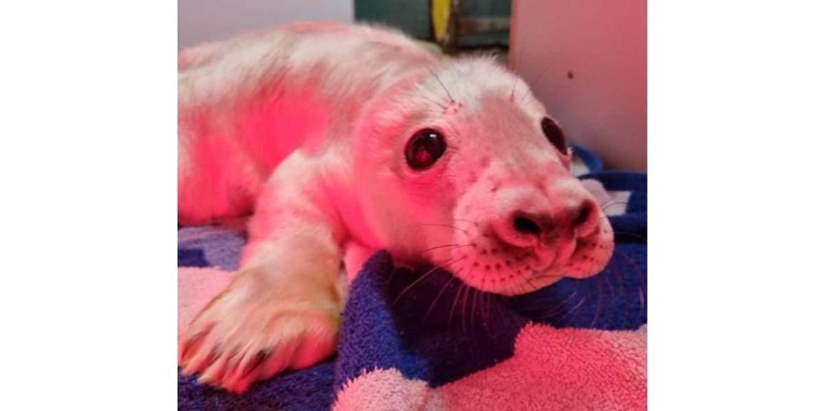 Jackie Coutts is fundraising for Hessilhead Wildlife Rescue Trust
