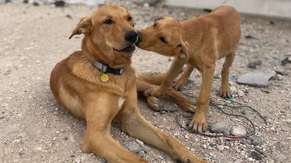 Paws Rescue Qatar community outreach - JustGiving