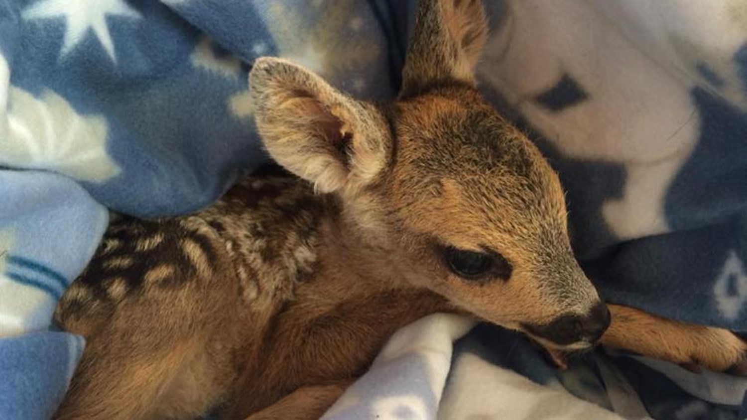Help Oak & Furrows save Calne Rescue Centre's animals - JustGiving