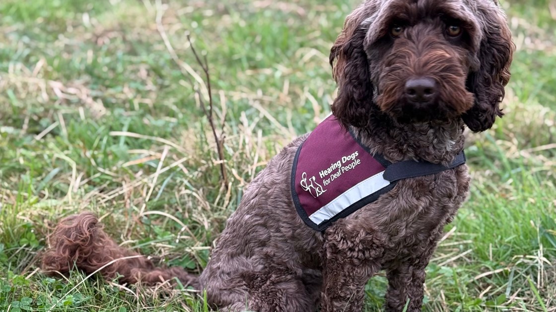 Timothy George is fundraising for Hearing Dogs For Deaf People