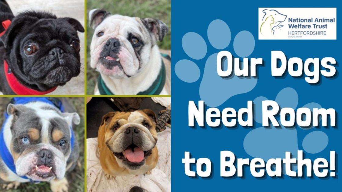 Our Dogs Need Room to Breathe - JustGiving