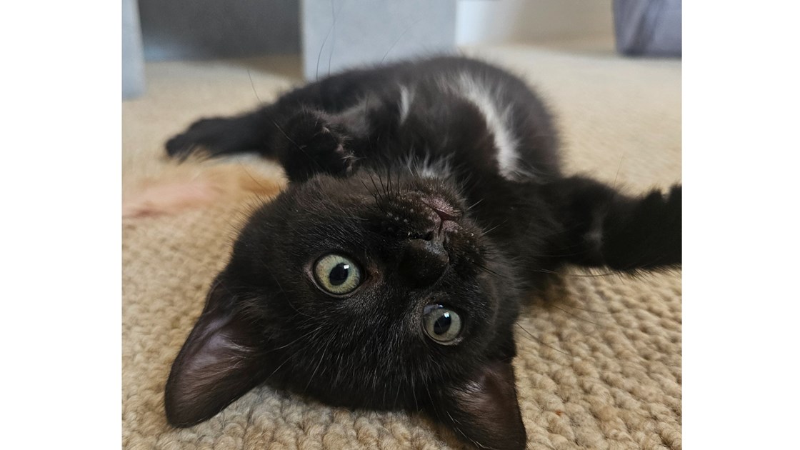 Gwent Cats Protection is fundraising for Cats Protection