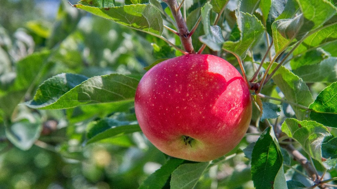 BMC- Apples for All - JustGiving