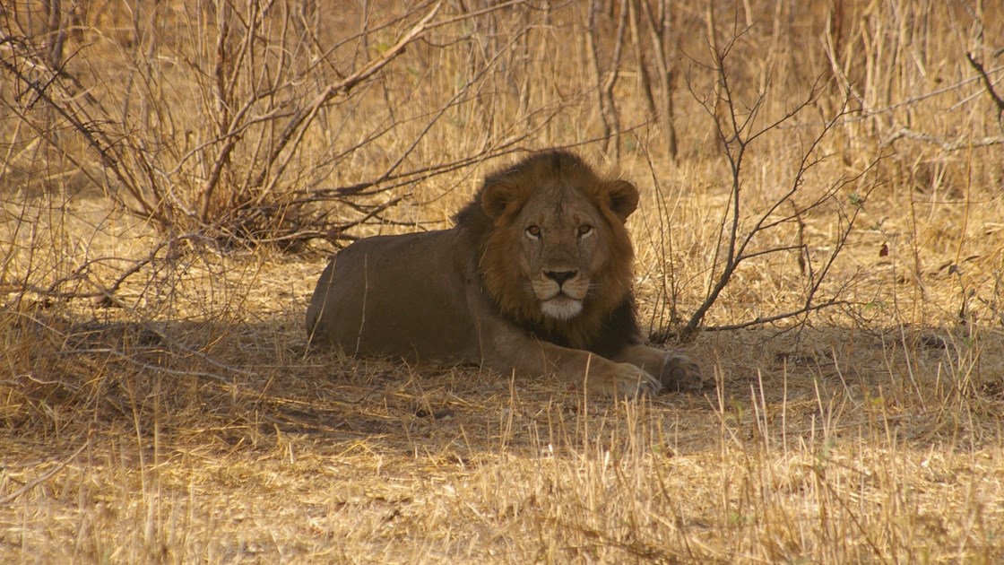 Stella Harrison is fundraising for The CCG Trust - Investors in Wildlife