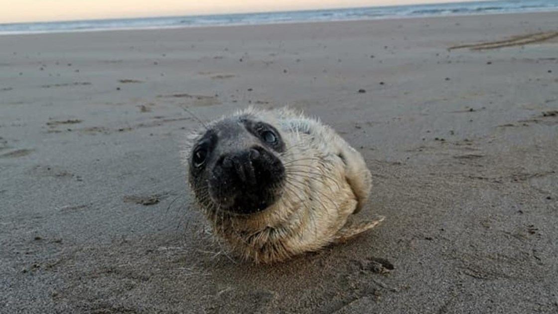 BDMLR Northumberland Region - JustGiving