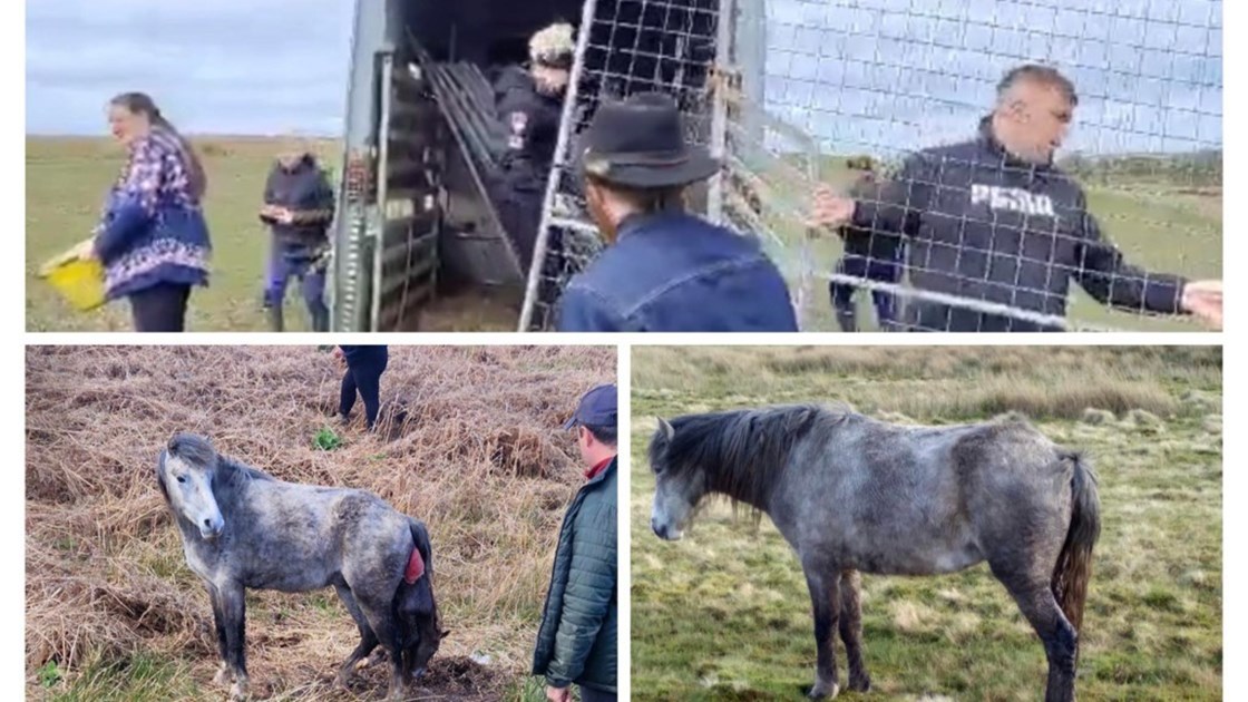 Rescue Ponies Vet Fees - JustGiving