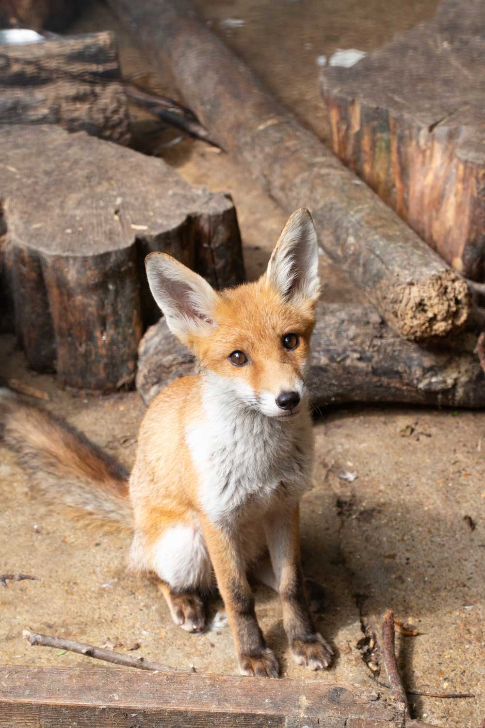 URGENT Orphan Fox Release Fund - JustGiving
