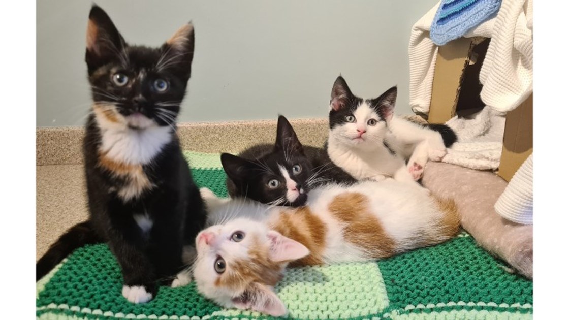 Matthew Russo is fundraising for Yorkshire Cat Rescue