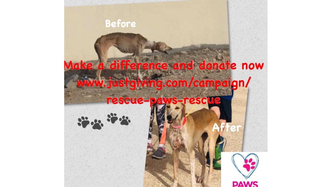 Paws Rescue Qatar needs your help! - JustGiving