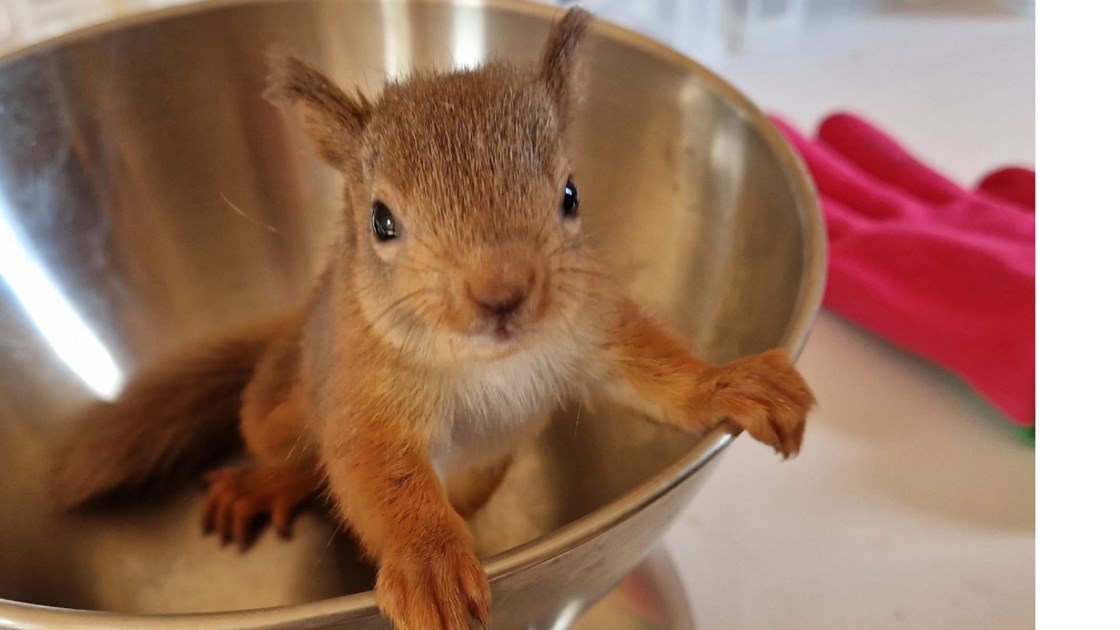 Wildlife Waders is fundraising for New Arc Wildlife Rescue