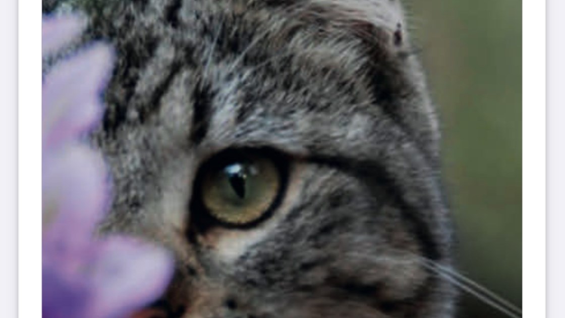 Billy Devitt is fundraising for Wisteria Cat Rescue