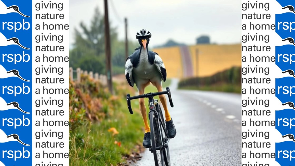 Oli Steadman is fundraising for RSPB