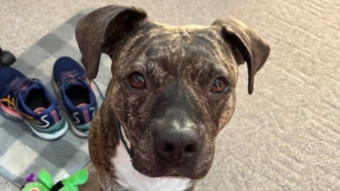 Sysco Pack is fundraising for Sauk County Humane Society