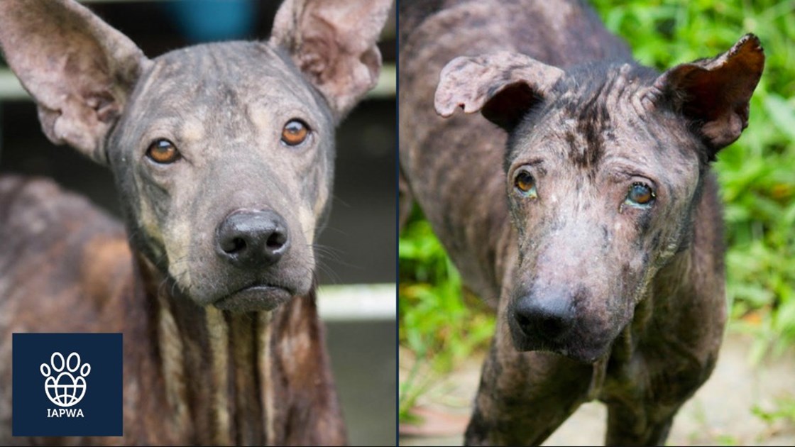 APPEAL: Brody and Bruno Mange Treatment Fund - JustGiving