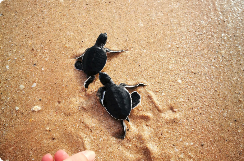 Alexandra Hough is fundraising for Travelteer Impact