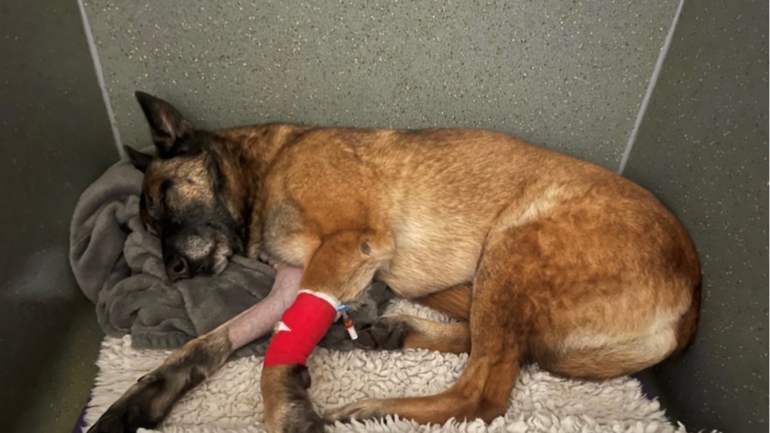 Sara Bathurst is fundraising for National Foundation For Retired ...