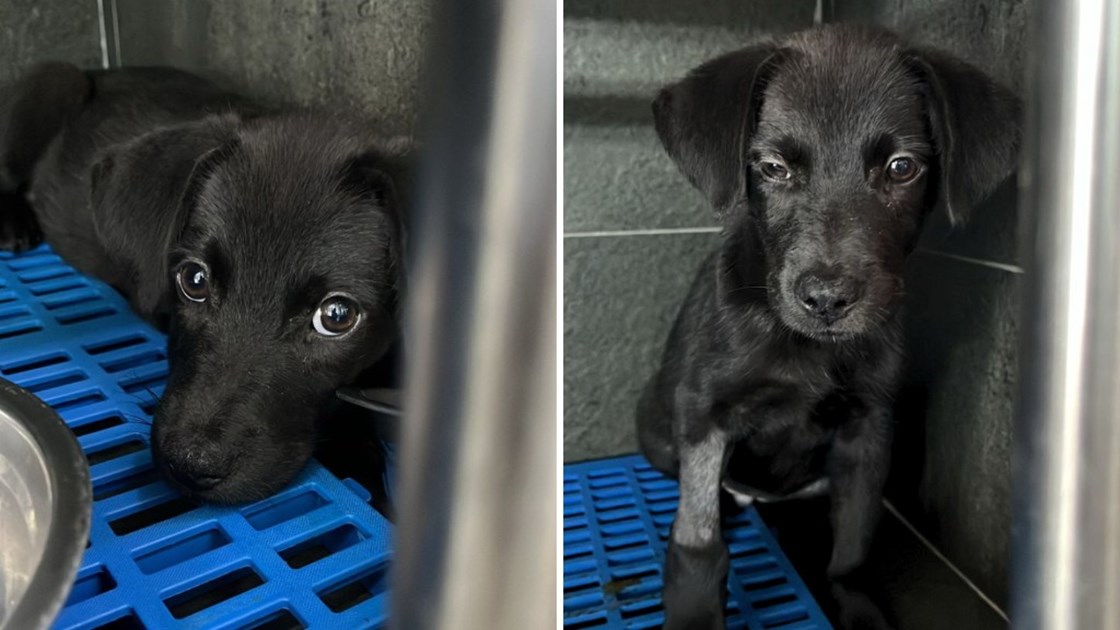 APPEAL: Will you help us save Milly the puppy's life? - JustGiving