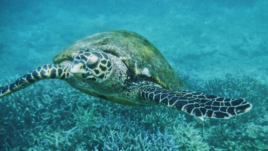 Amelie Kessels is fundraising for Travelteer Impact