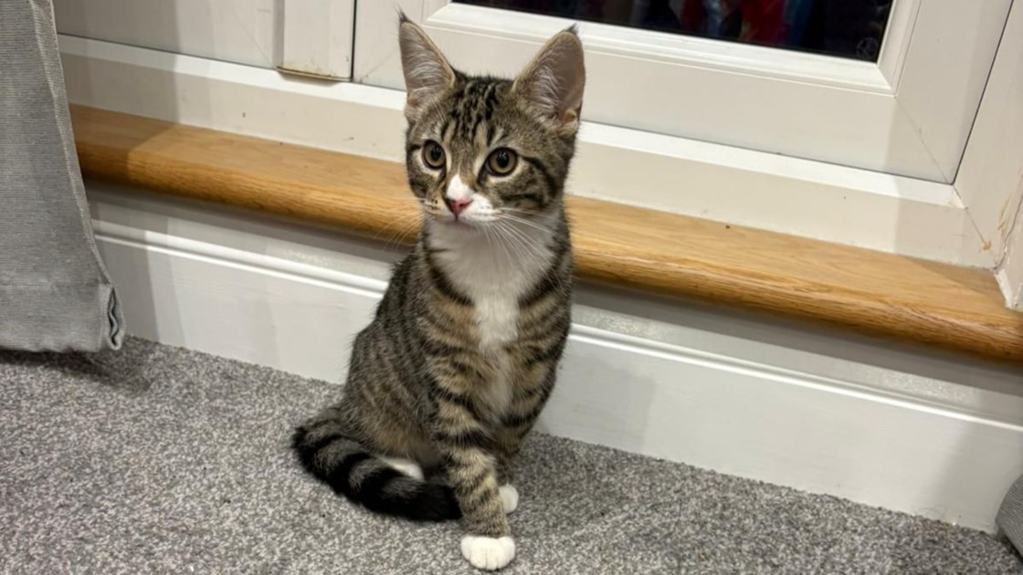 Glasgow Cats Protection is fundraising for Cats Protection