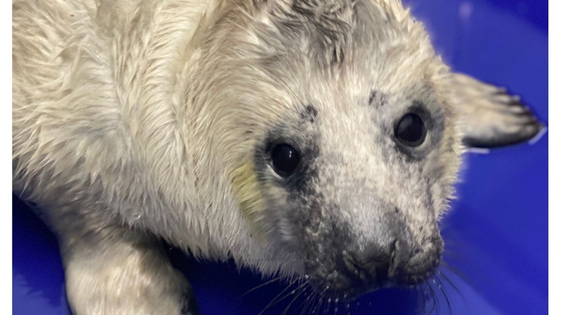 Put Pups First Appeal 2021/22 - JustGiving