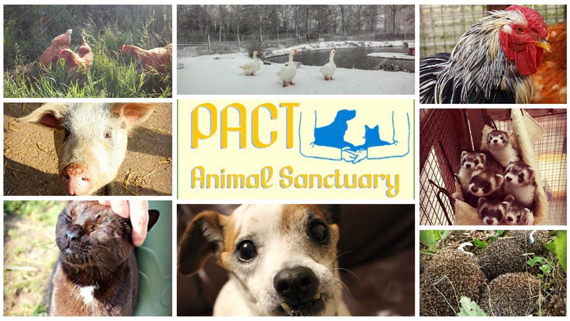 Paws Indoors is fundraising for People For Animal Care Trust