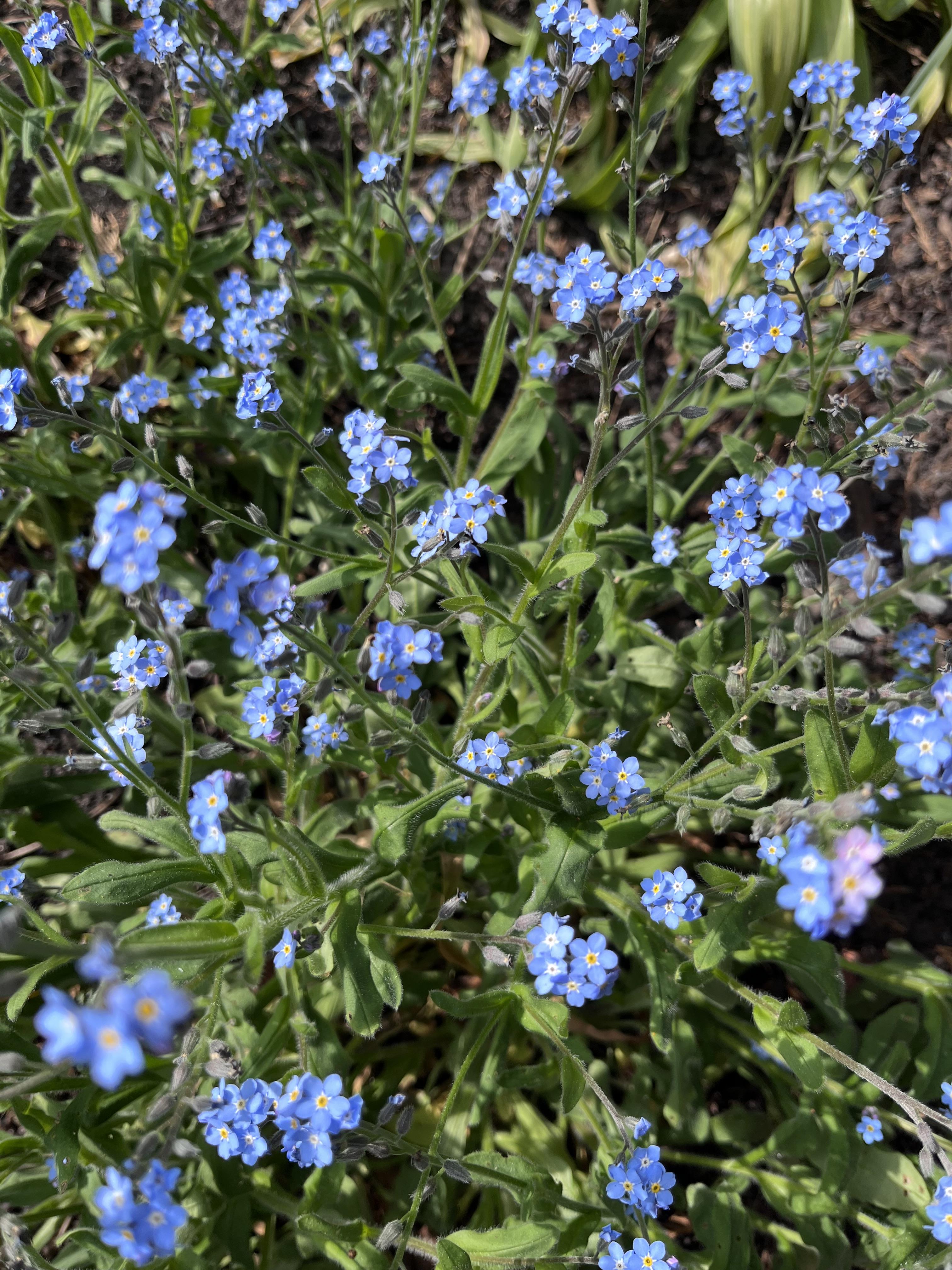 Alison Haines is fundraising for Alzheimer's Society