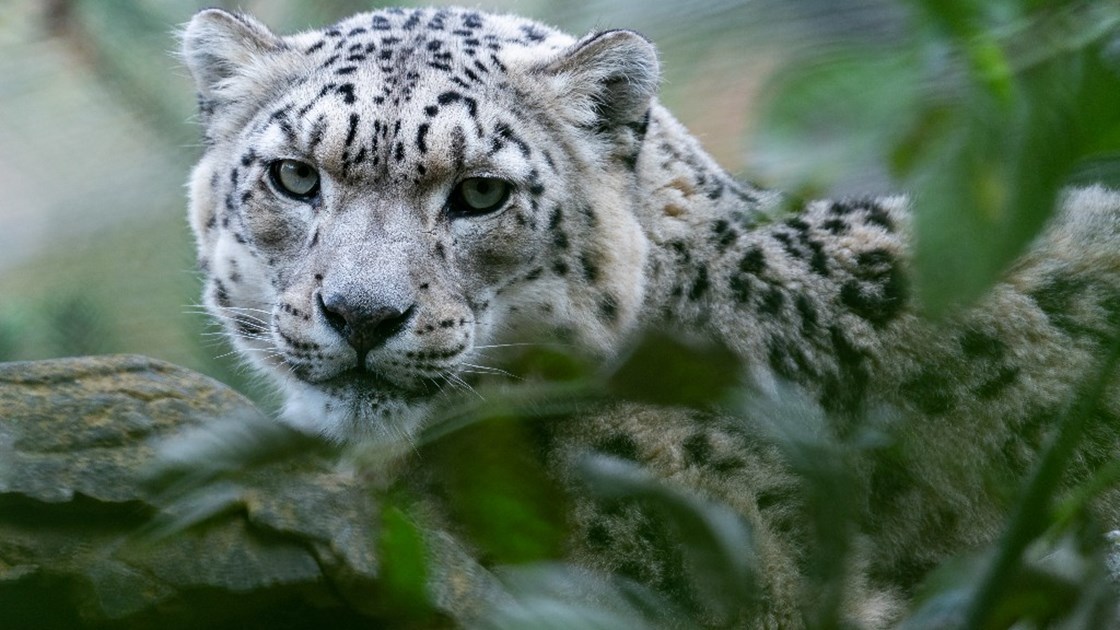 Support Snow Leopards - JustGiving
