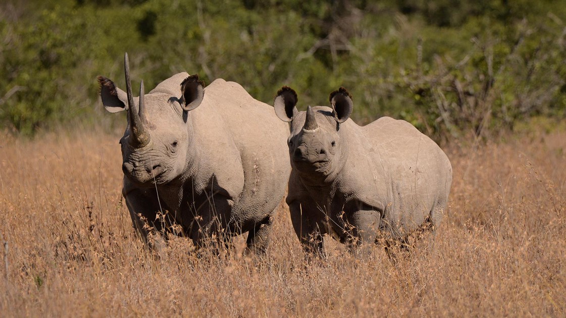 Nathan Sutton is fundraising for Helping Rhinos