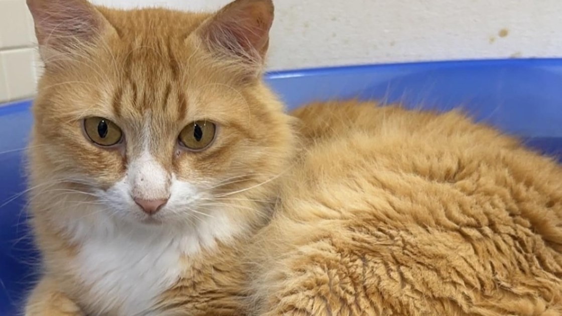 🐾 Please Help Leen Get to Her Forever Home in The UK! ️ - JustGiving