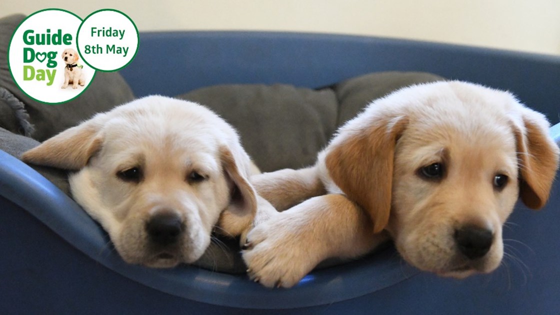 Guide Dog Day - Friday 8th May - JustGiving