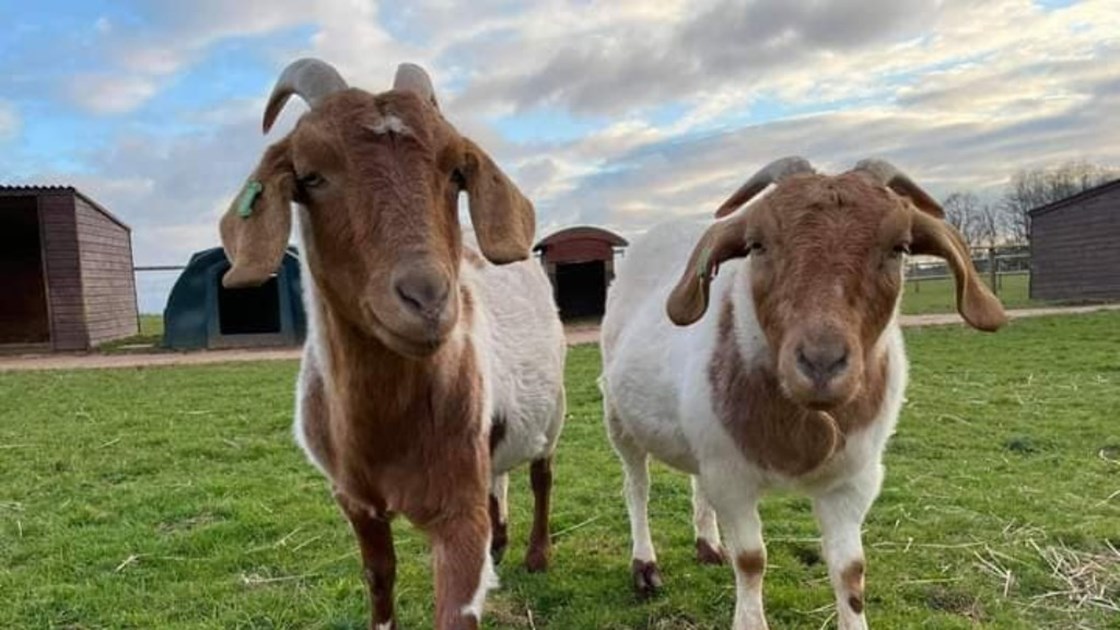 Dean Farm Animal Sanctuary - Visitor Access - JustGiving