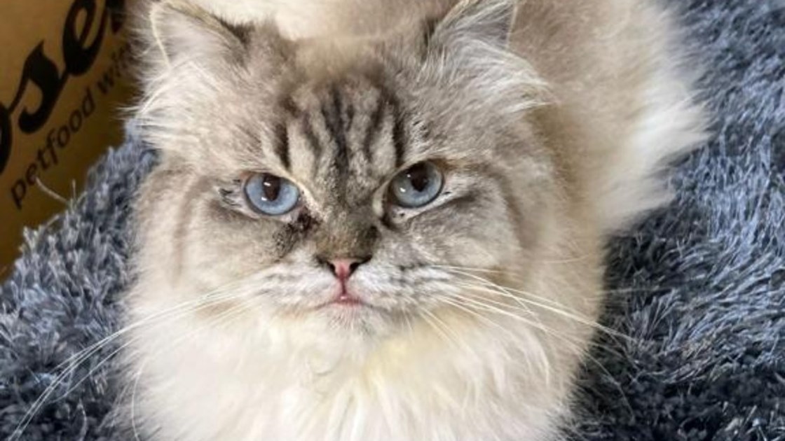 HELP BANDIT TRAVEL TO HIS FOREVER HOME! - JustGiving