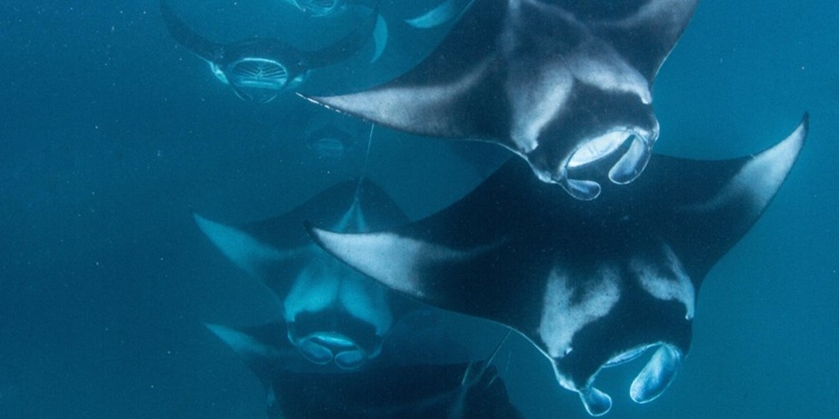 Coco Claypoole is fundraising for Manta Trust
