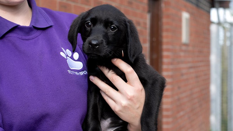 Proteus Give-mas is fundraising for Scottish SPCA