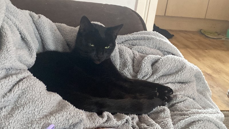 Joanne Goddard is fundraising for Cats Protection