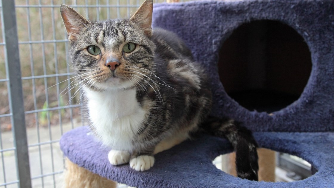 RSPCA Blackberry Farm Animal Centre - JustGiving