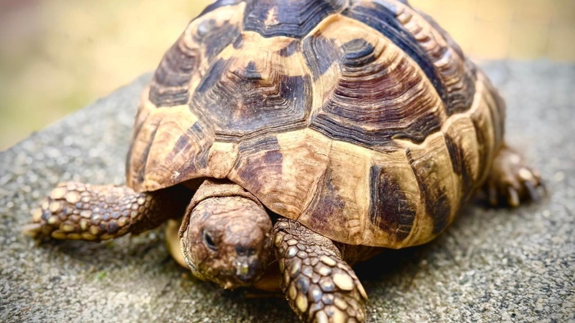 Alice's surgery - JustGiving