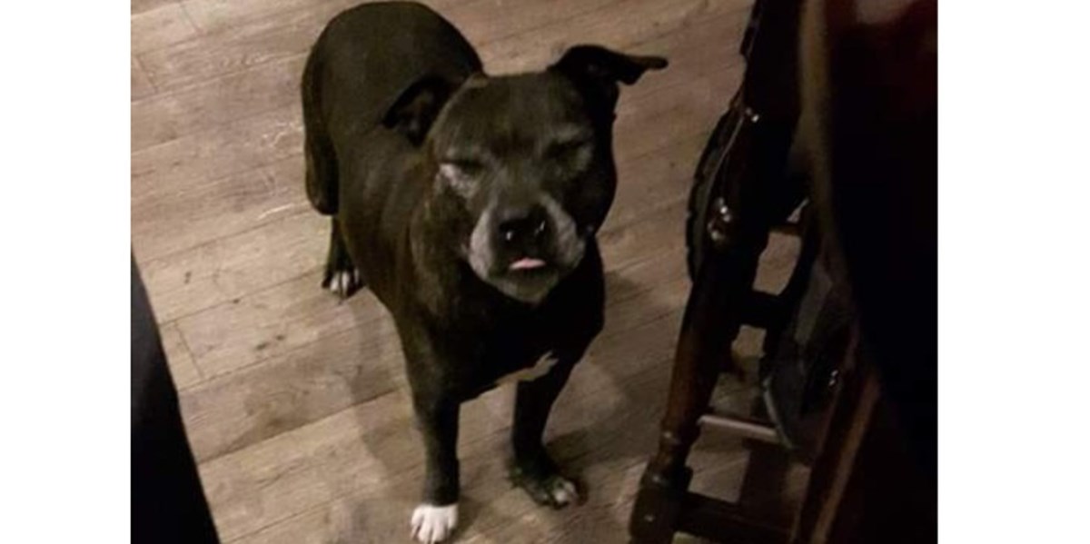 Sharon Gaskell is fundraising for Senior Staffy Club