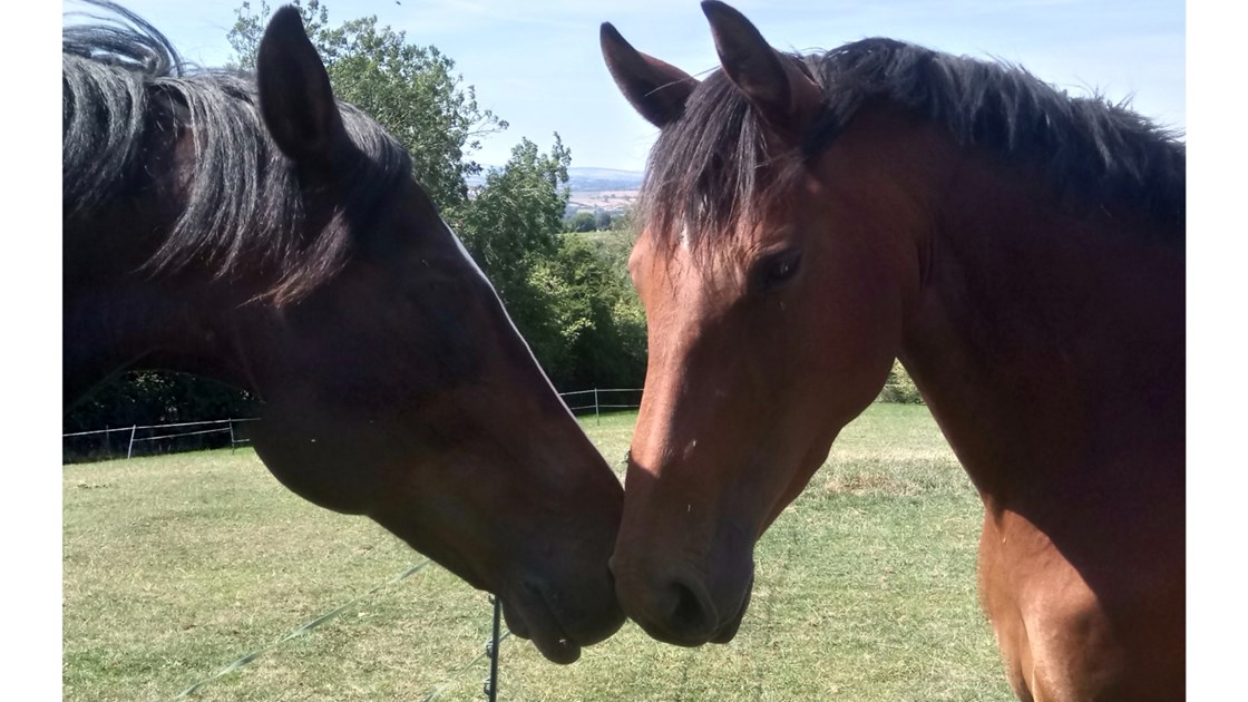 Tracy Stuart-Allen is fundraising for British Horse Society
