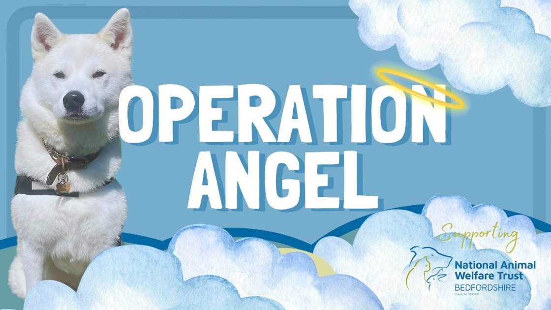 Operation Angel - Help us fund Angel's Operation costing £3200 ...