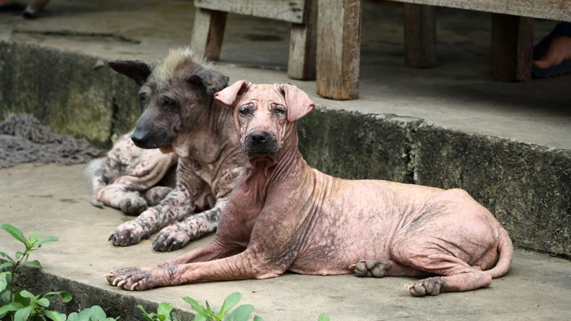 Campaign to help the stray dogs of Borneo - JustGiving
