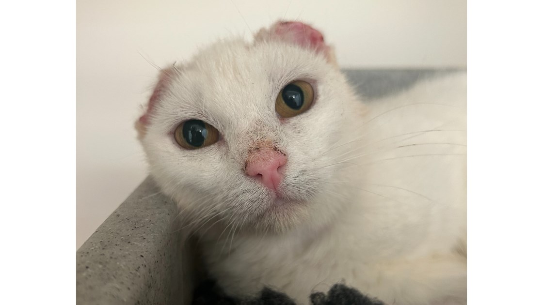 Northern Ireland Cat Centre is fundraising for Cats Protection