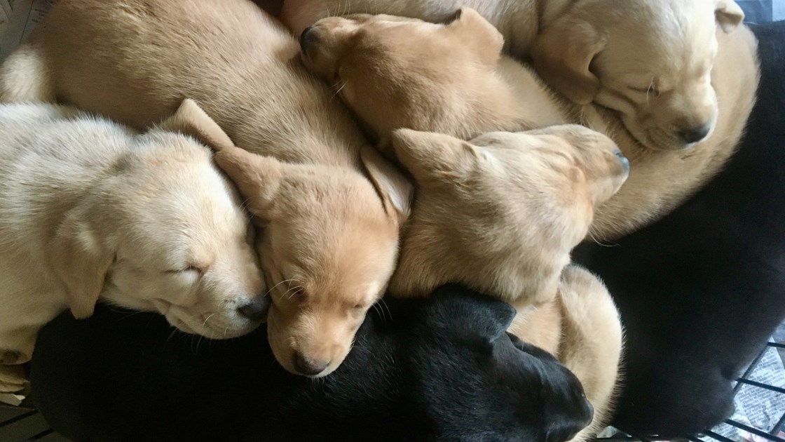 Elliot Rux-Burton is fundraising for Guide Dogs