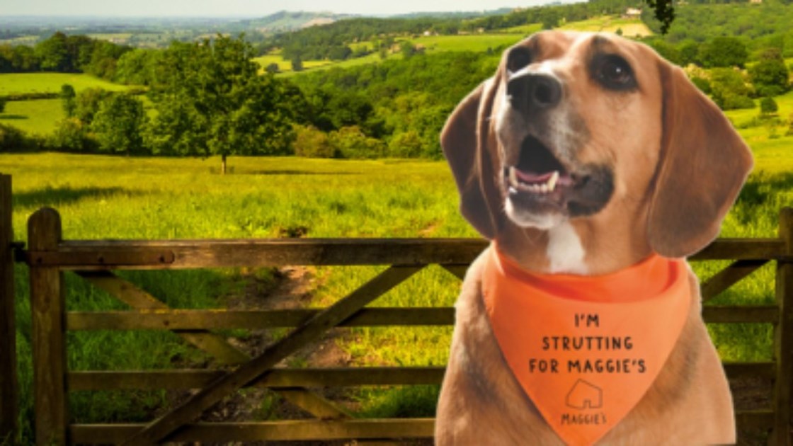 Mutt Strutt for Maggie's in Cheltenham - JustGiving