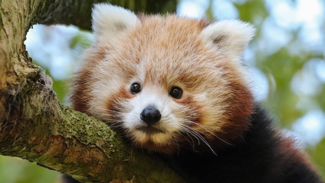 Name Our Red Panda Cub - JustGiving
